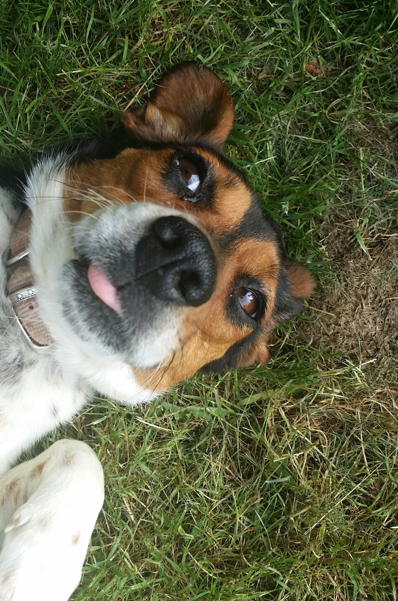 So You Want To Adopt? - Seattle Beagle Rescue