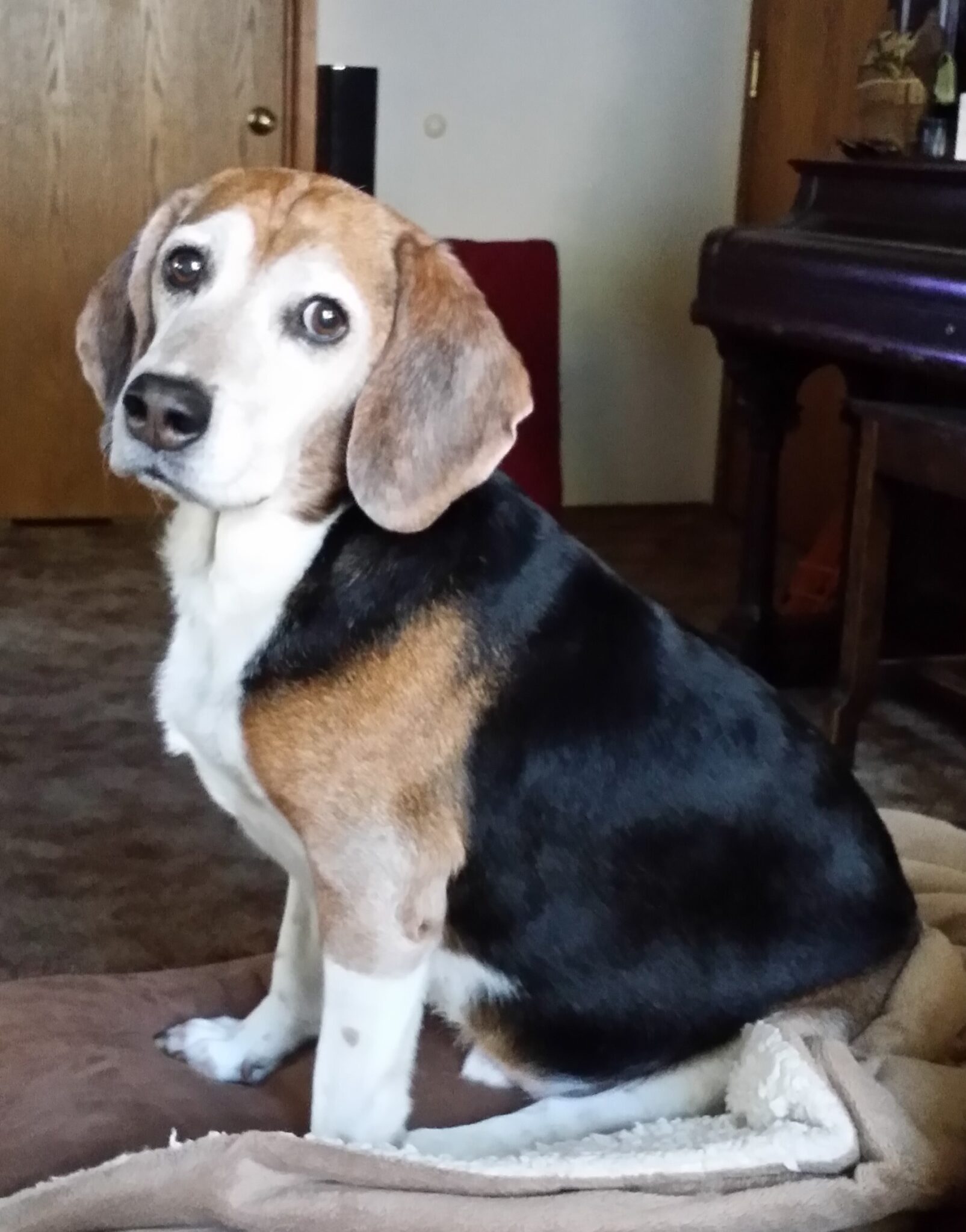 Available Dogs - Seattle Beagle Rescue