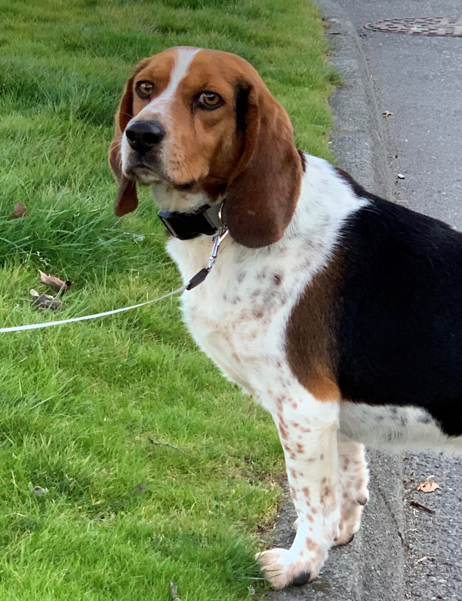 So You Want To Adopt? - Seattle Beagle Rescue