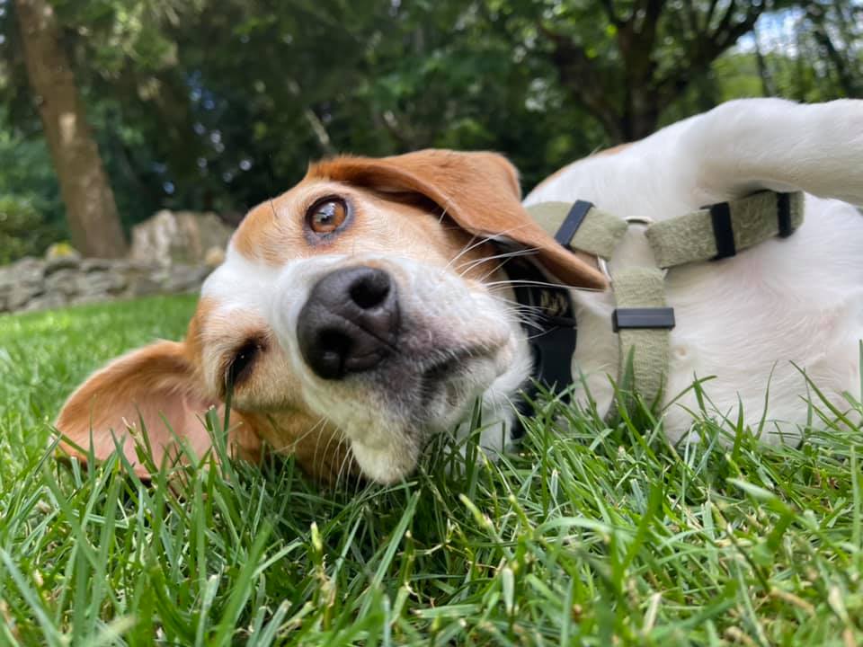 About Us – Seattle Beagle Rescue