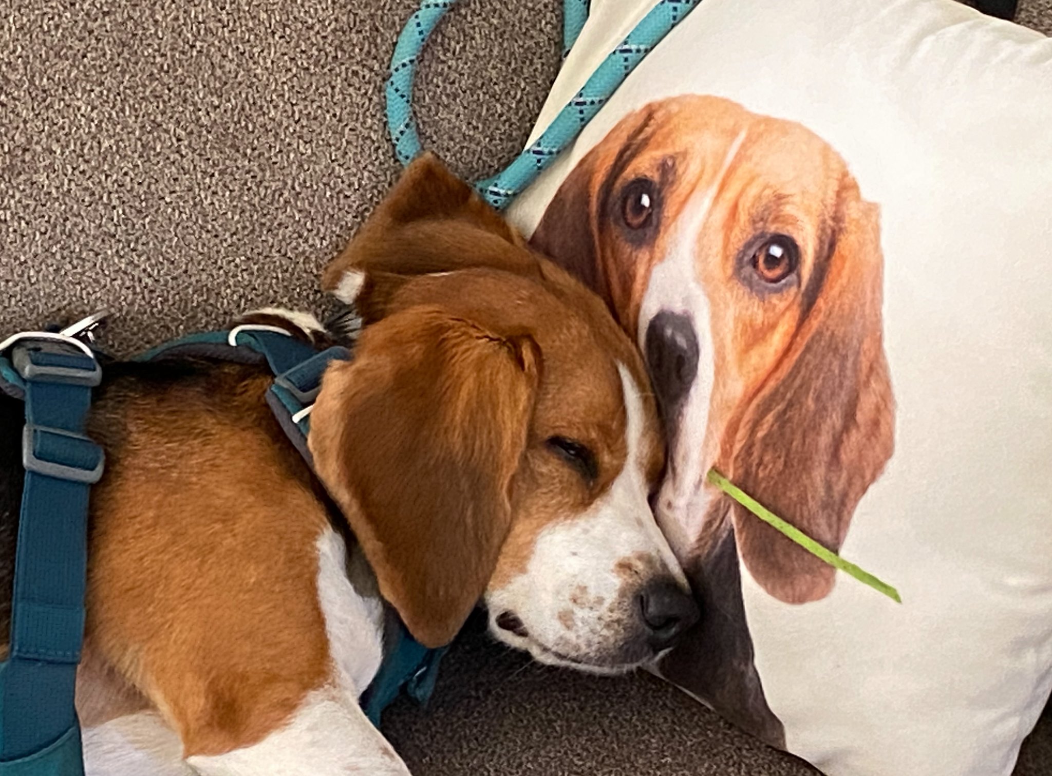 About Us – Seattle Beagle Rescue