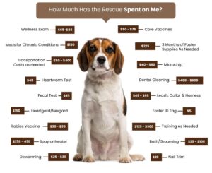 Adoption Fees - Seattle Beagle Rescue