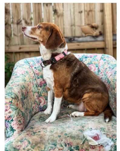 Bella - Seattle Beagle Rescue