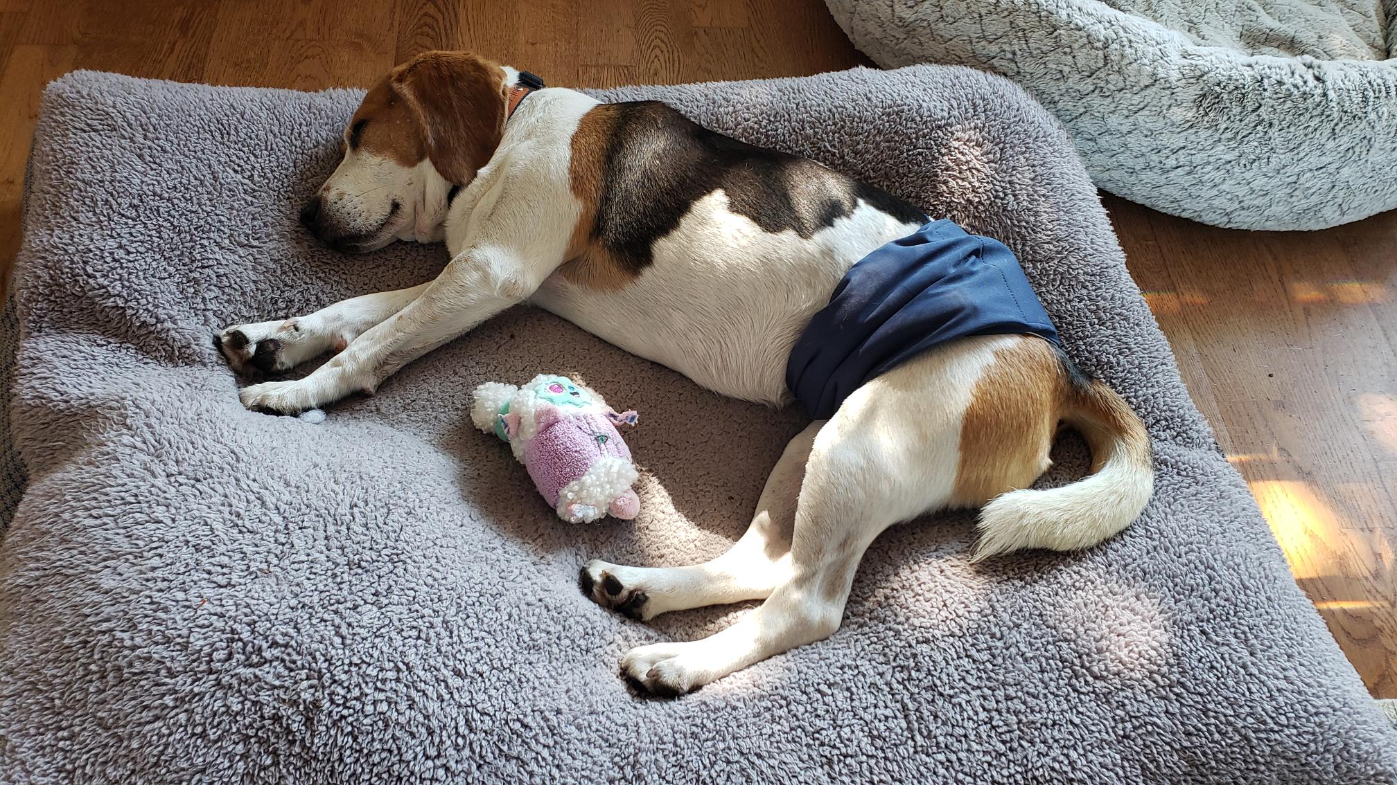 Jewel - Seattle Beagle Rescue