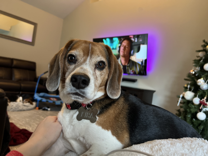 Kiba - Seattle Beagle Rescue