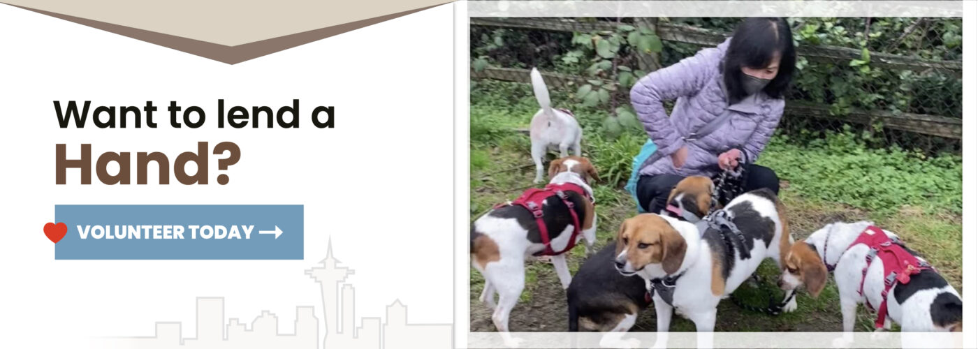 Home - Seattle Beagle Rescue