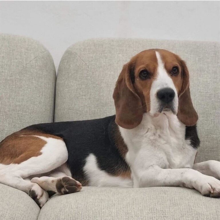 Happy Tails Dogs – Seattle Beagle Rescue