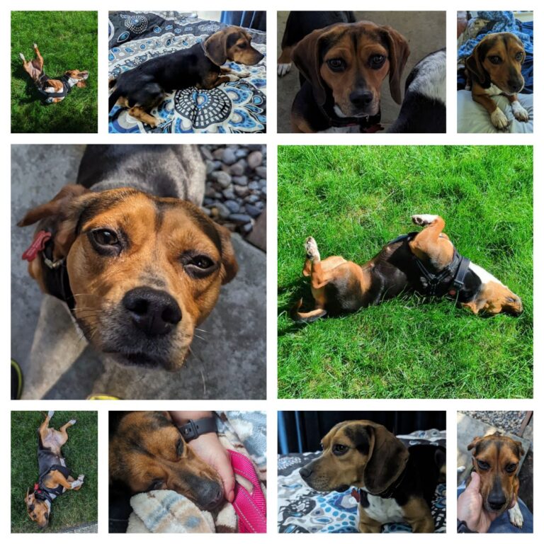 Home - Seattle Beagle Rescue