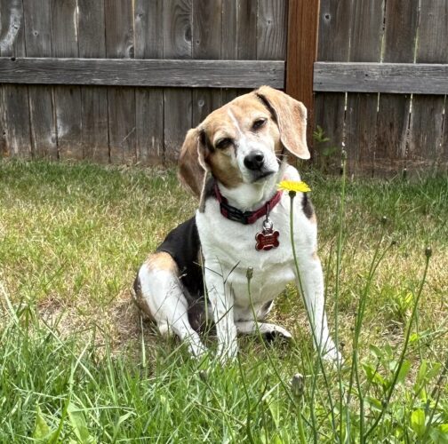 Roxy - Seattle Beagle Rescue
