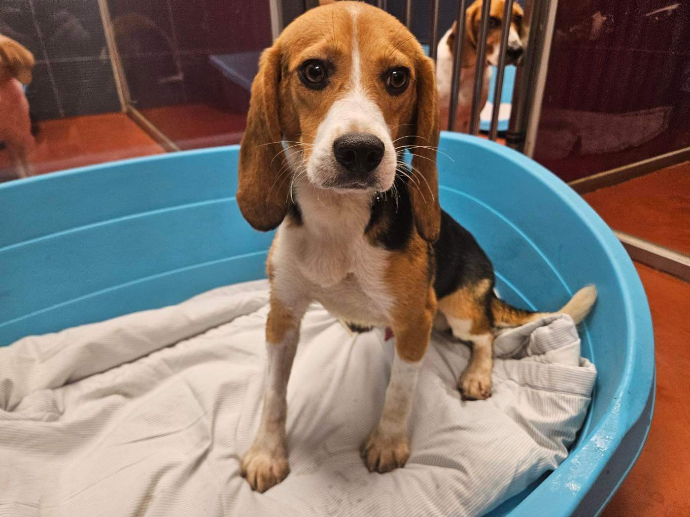 Spring - Seattle Beagle Rescue