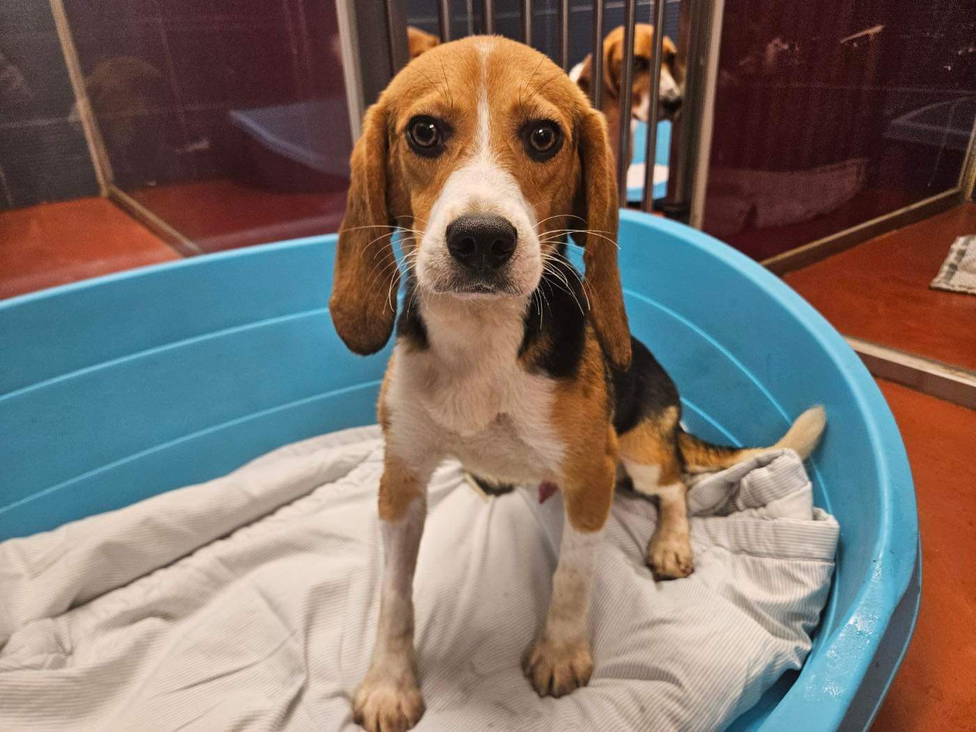 Spring - Seattle Beagle Rescue
