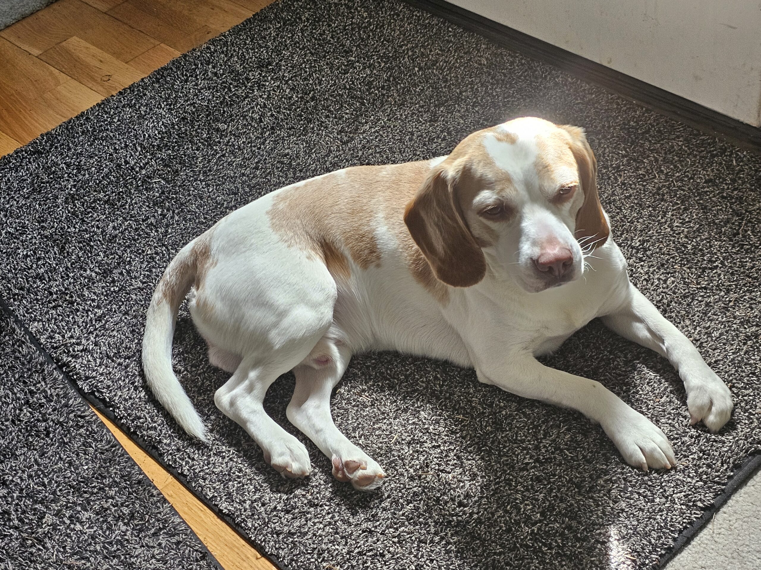 Loulou (Thor) - Seattle Beagle Rescue