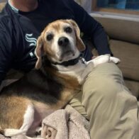 Available Dogs - Seattle Beagle Rescue
