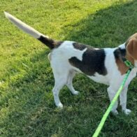 Available Dogs - Seattle Beagle Rescue
