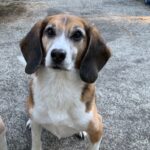 Available Dogs - Seattle Beagle Rescue