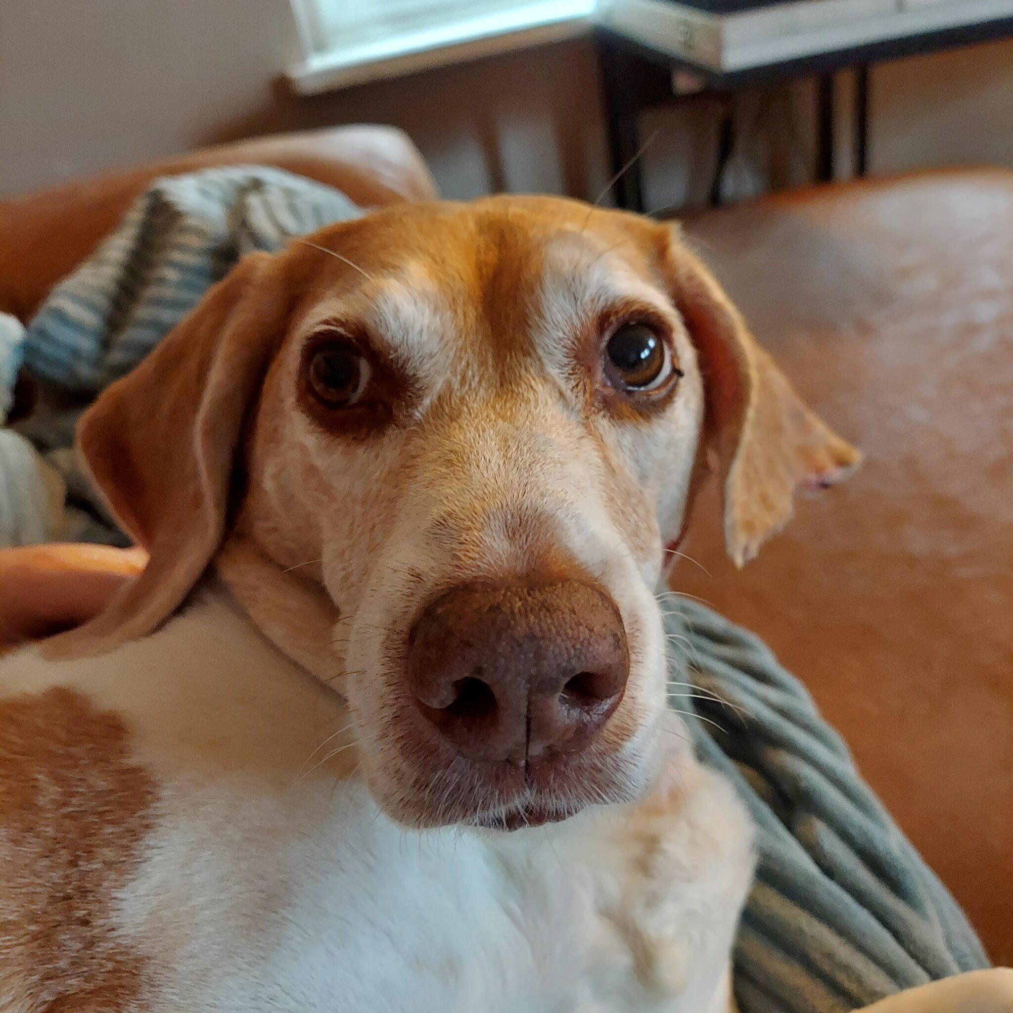 Available Dogs - Seattle Beagle Rescue