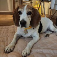 Available Dogs - Seattle Beagle Rescue