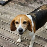 Available Dogs - Seattle Beagle Rescue