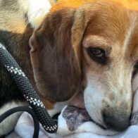 Available Dogs - Seattle Beagle Rescue