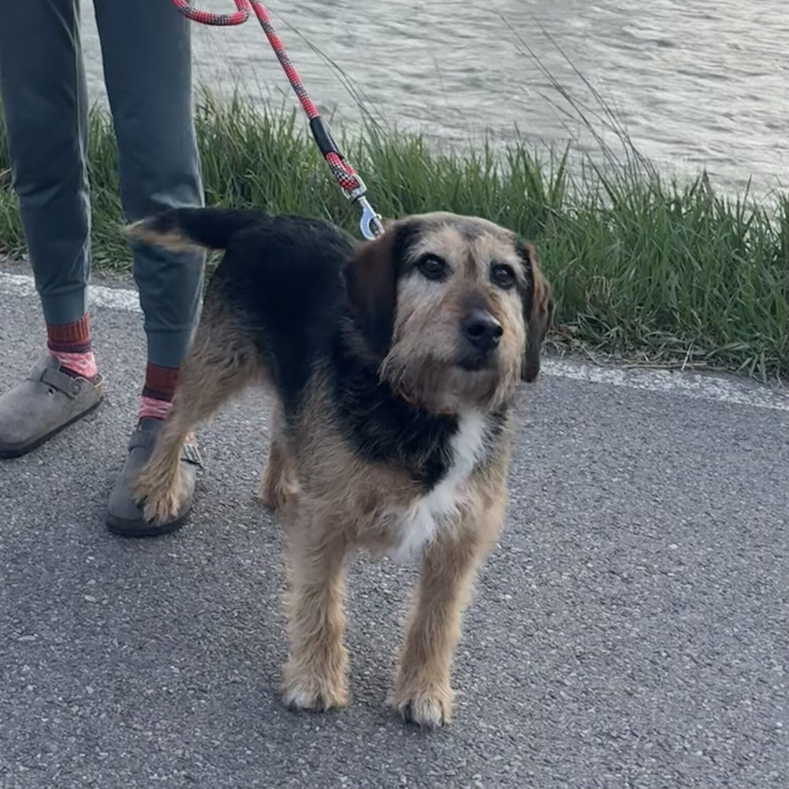 Home - Seattle Beagle Rescue