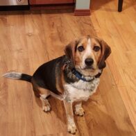 Available Dogs - Seattle Beagle Rescue