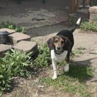 Available Dogs - Seattle Beagle Rescue