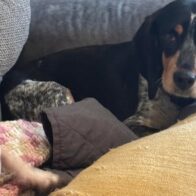 Available Dogs - Seattle Beagle Rescue