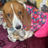 Available Dogs - Seattle Beagle Rescue